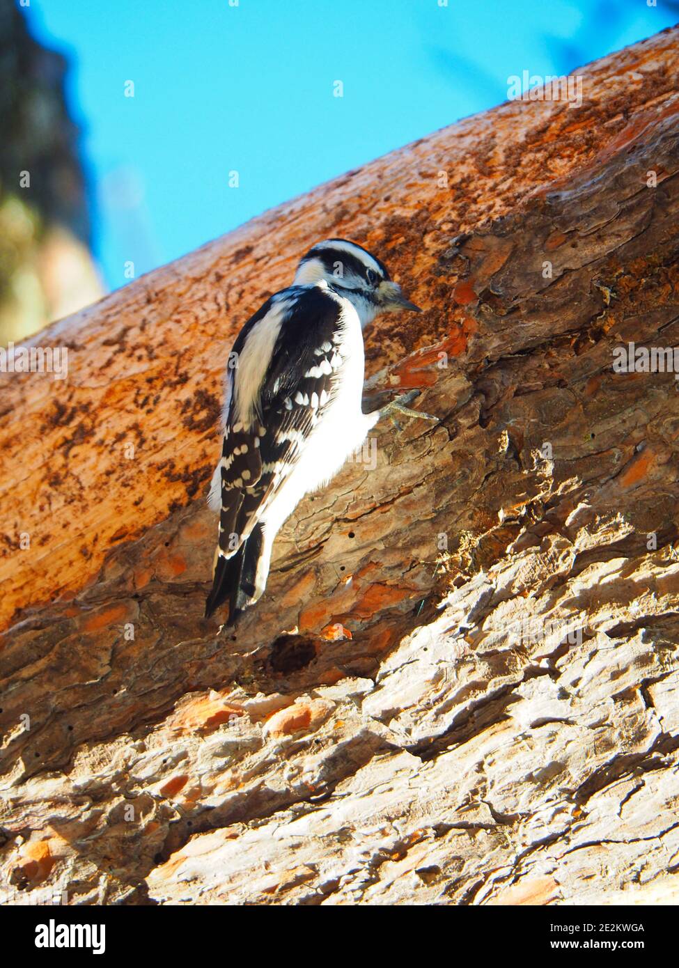 Wildlife - Birds in a city park in Toronto, Canada Stock Photo - Alamy