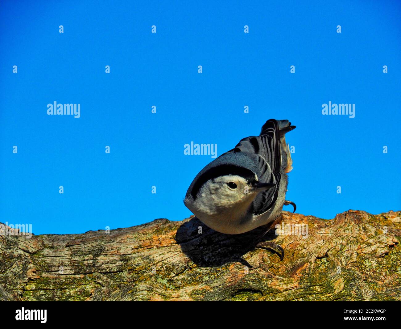 Wildlife - Birds in a city park in Toronto, Canada Stock Photo - Alamy