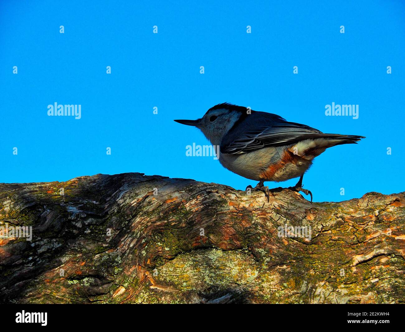 Wildlife - Birds in a city park in Toronto, Canada Stock Photo - Alamy