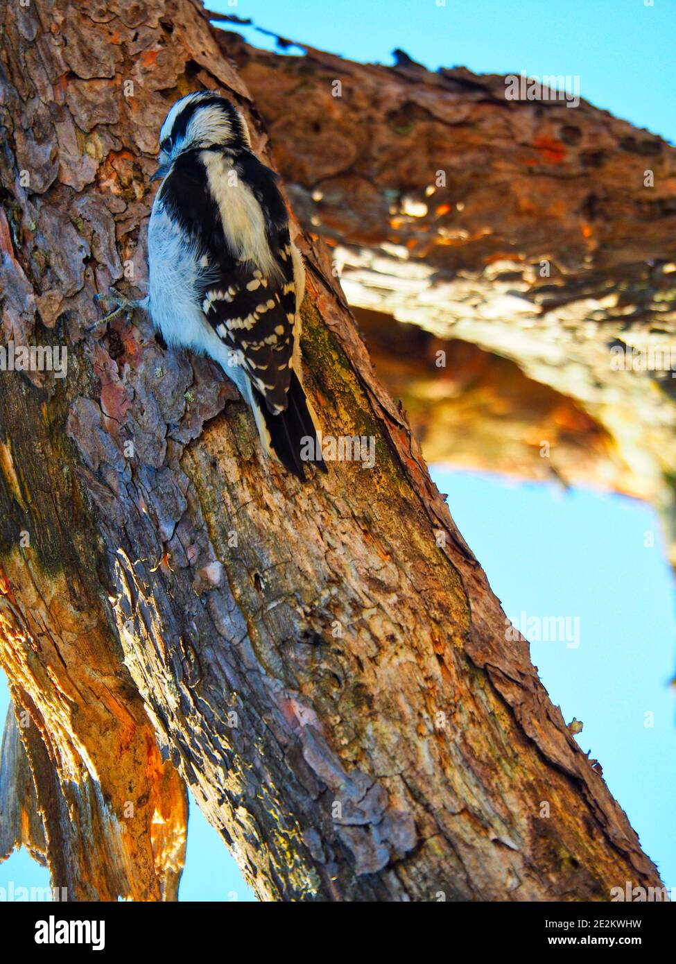 Wildlife - Birds in a city park in Toronto, Canada Stock Photo - Alamy