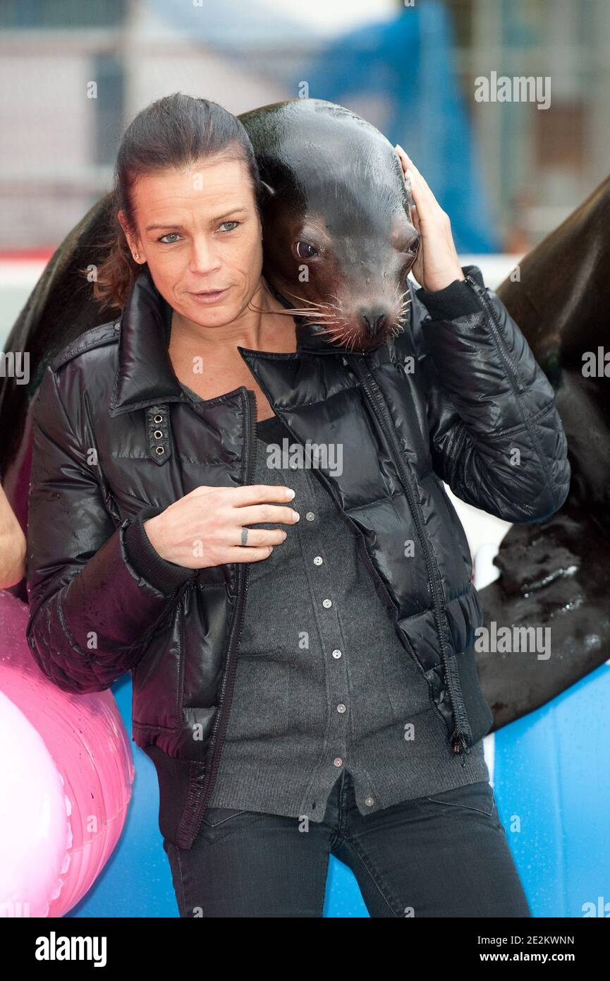 Animal animaux otarie hi-res stock photography and images - Alamy