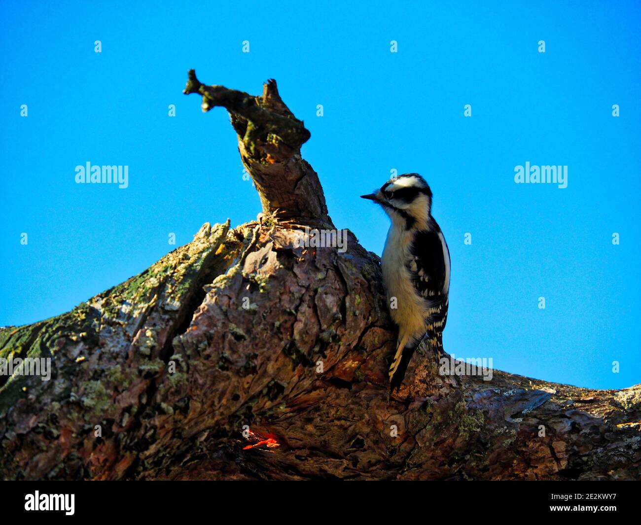 Wildlife - Birds in a city park in Toronto, Canada Stock Photo - Alamy