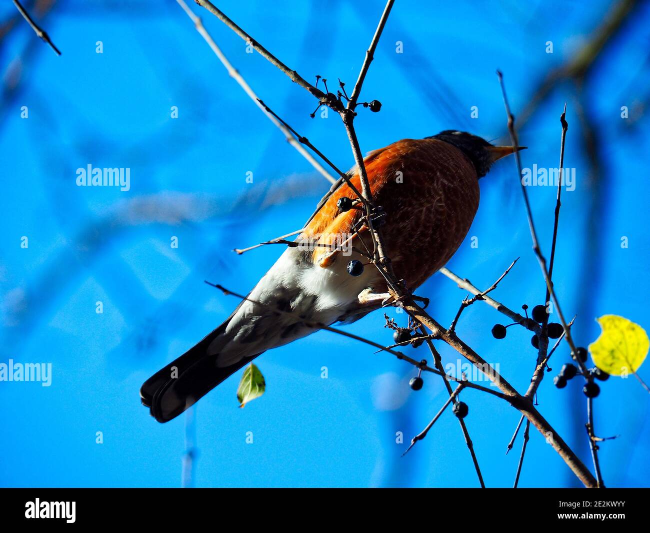 Wildlife - Birds in a city park in Toronto, Canada Stock Photo - Alamy