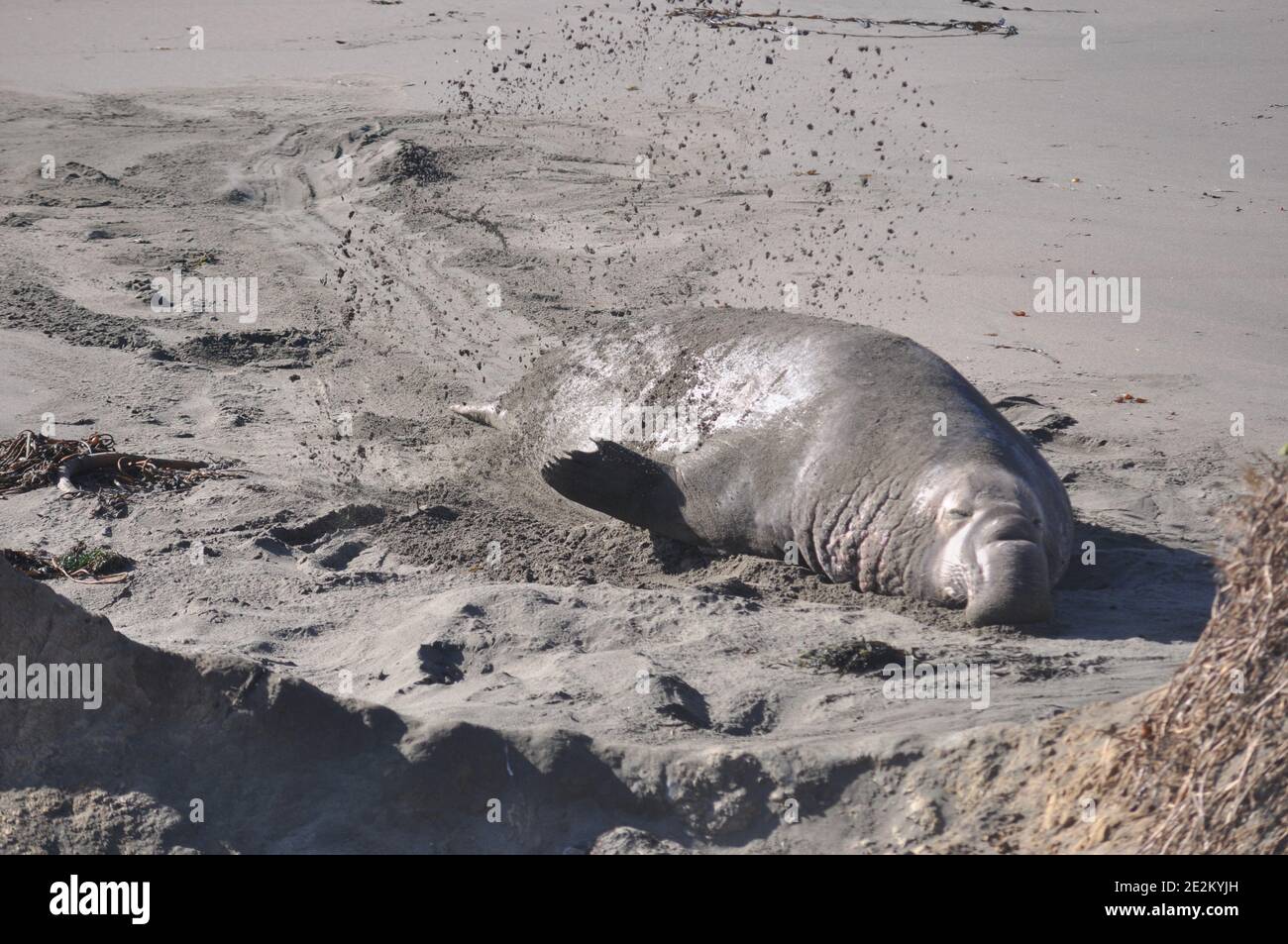 Piedras blancas elephant seal rookery hi-res stock photography and ...