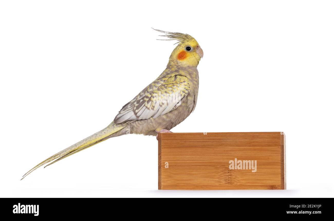 Female Cockatiel bird aka Nymphicus hollandicus, sitting side ways on ...