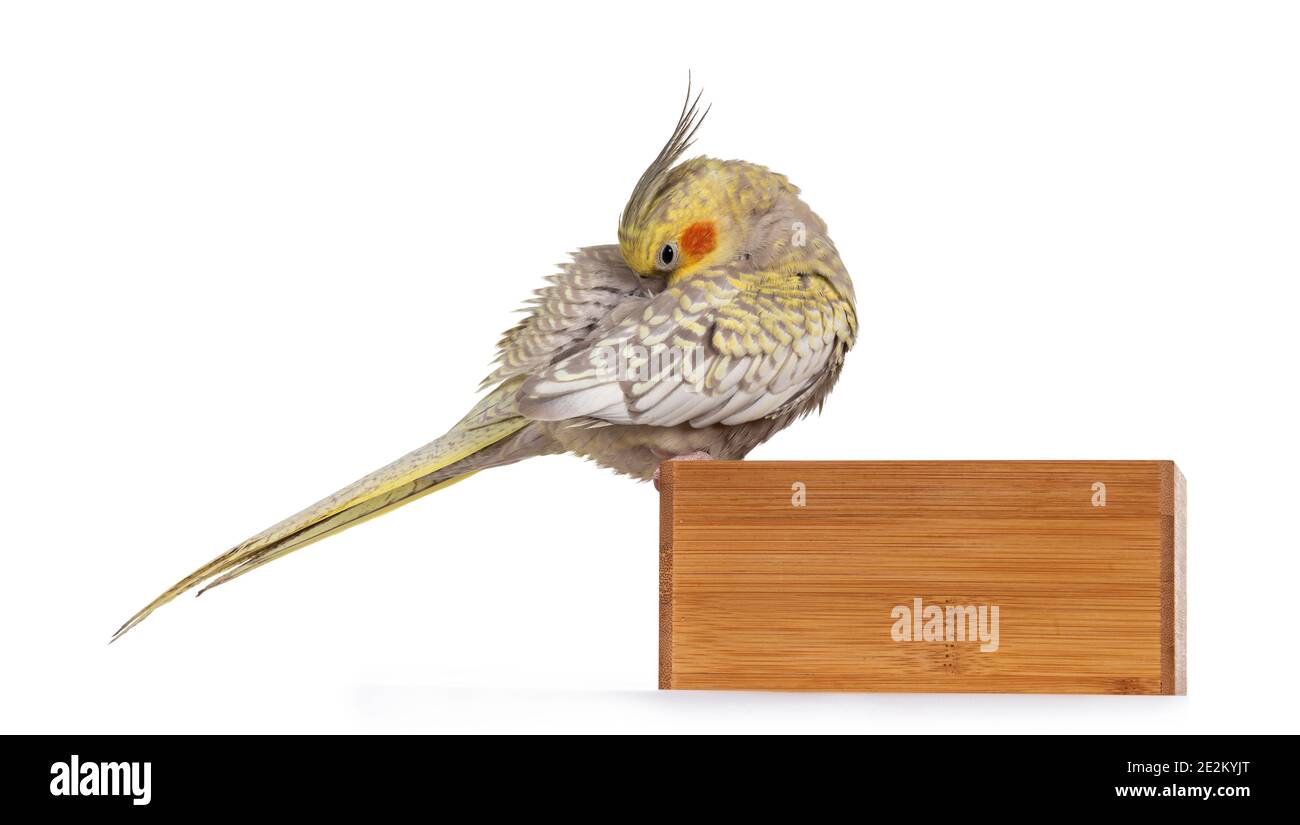 Female Cockatiel bird aka Nymphicus hollandicus, sitting side ways on ...