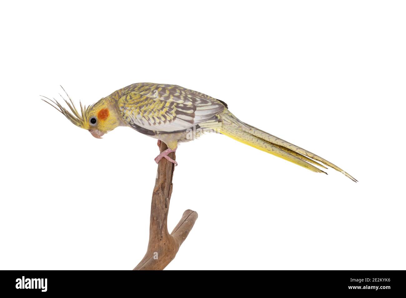 Female Cockatiel bird aka Nymphicus hollandicus, sitting side ways on ...