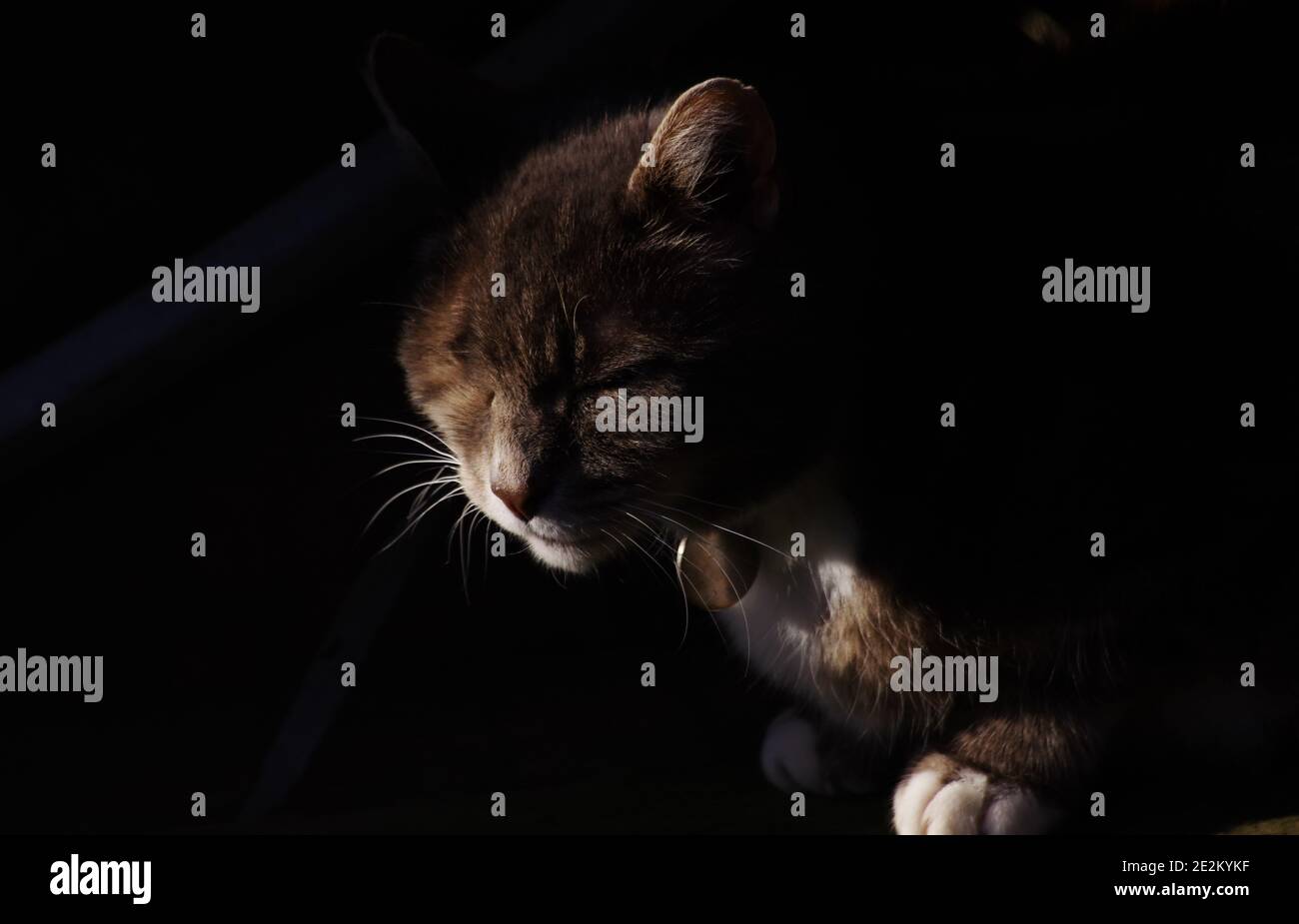 One eyed cat hi-res stock photography and images - Alamy