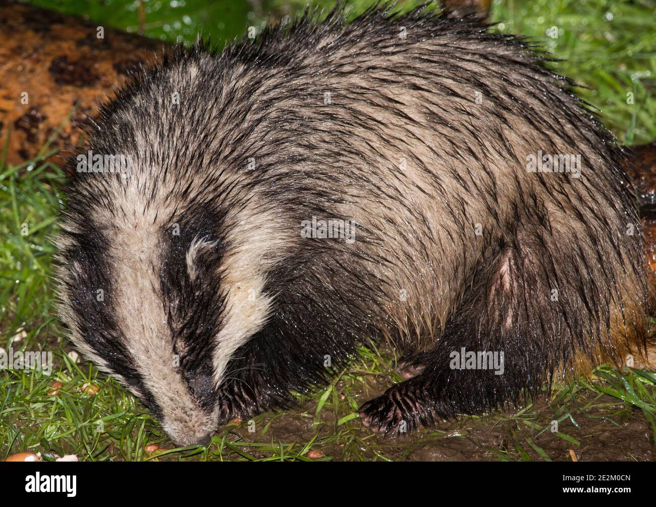 Badger close up hi-res stock photography and images - Alamy
