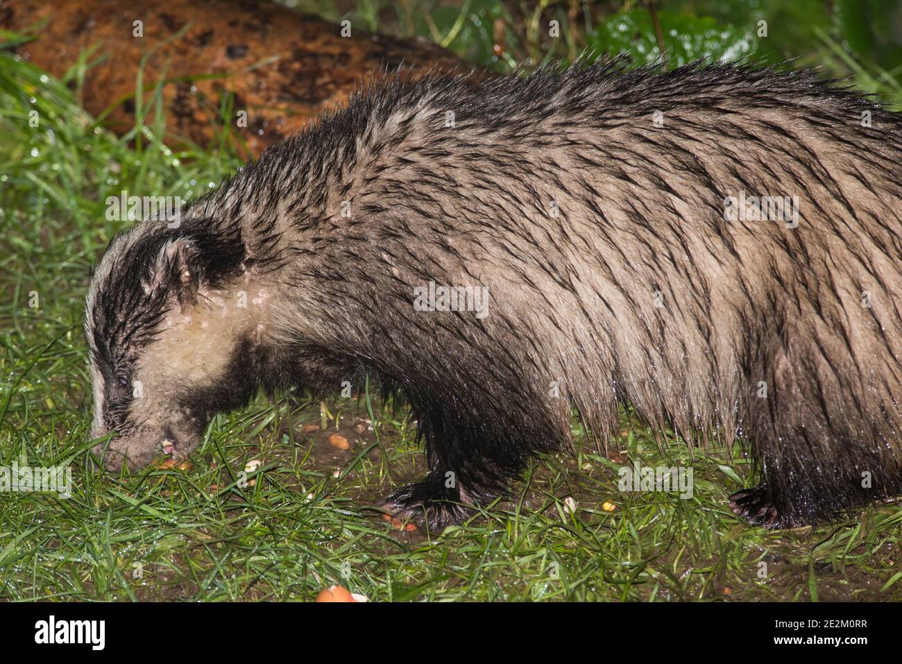 Badger close up hi-res stock photography and images - Alamy