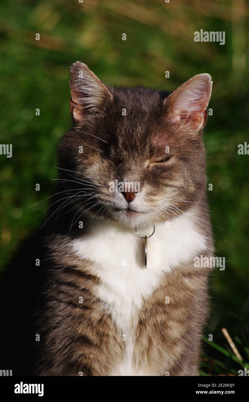 Angry one-eyed cat Stock Photo - Alamy