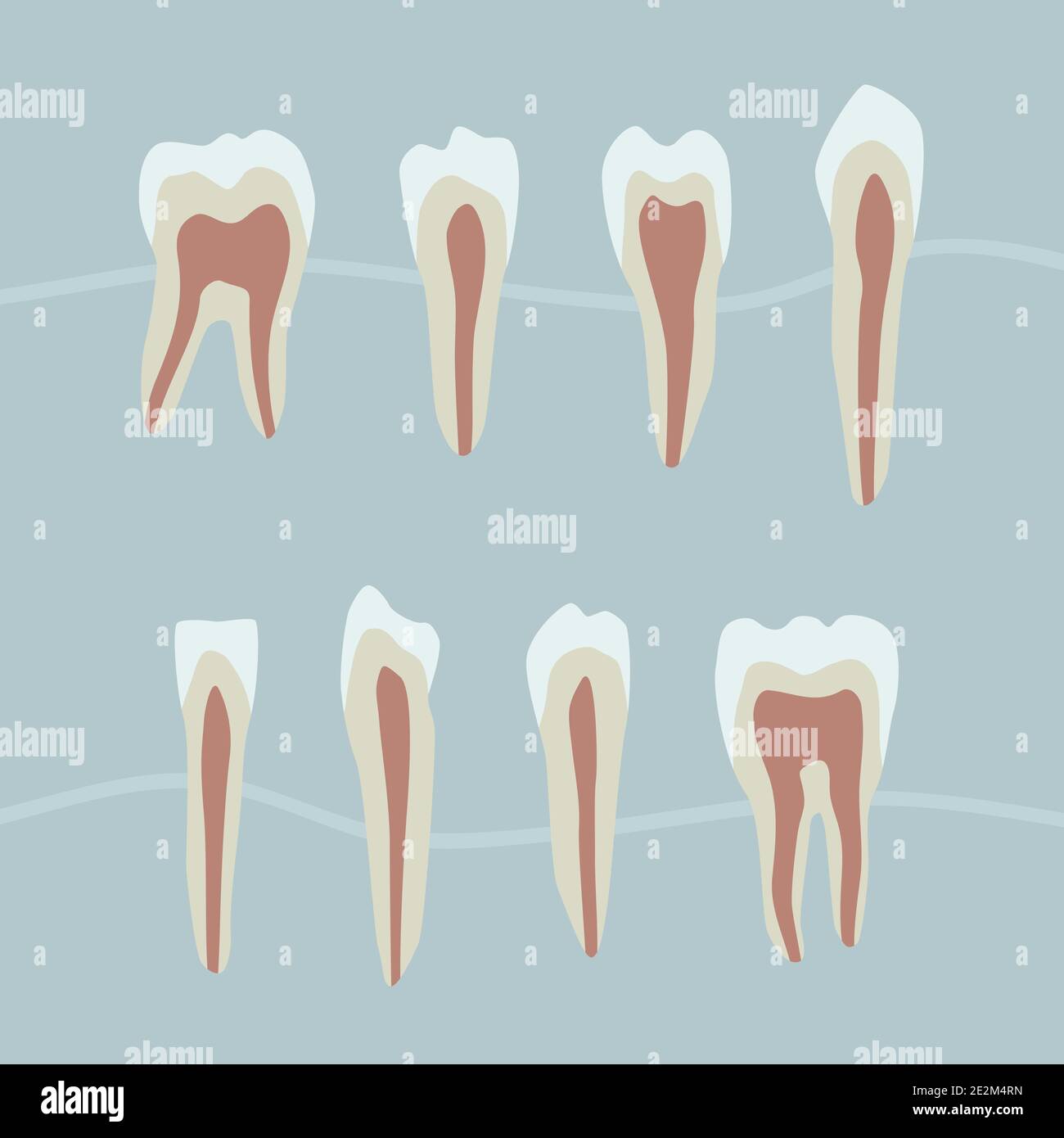 Tooth structure - vector illustration Stock Vector Image & Art - Alamy