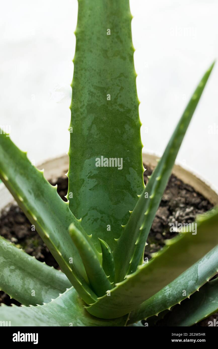 Aloe green plant hi-res stock photography and images - Alamy