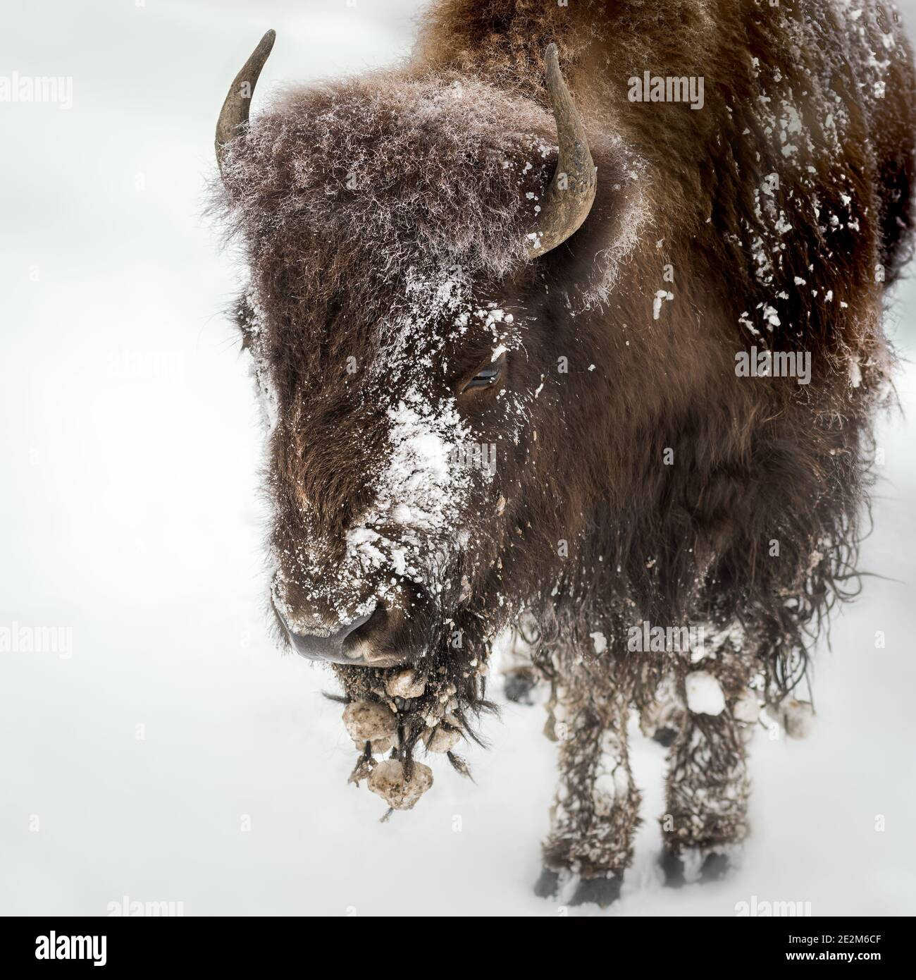 Bison (Bison bison) commonly called Buffalo surviving the brutal winter ...