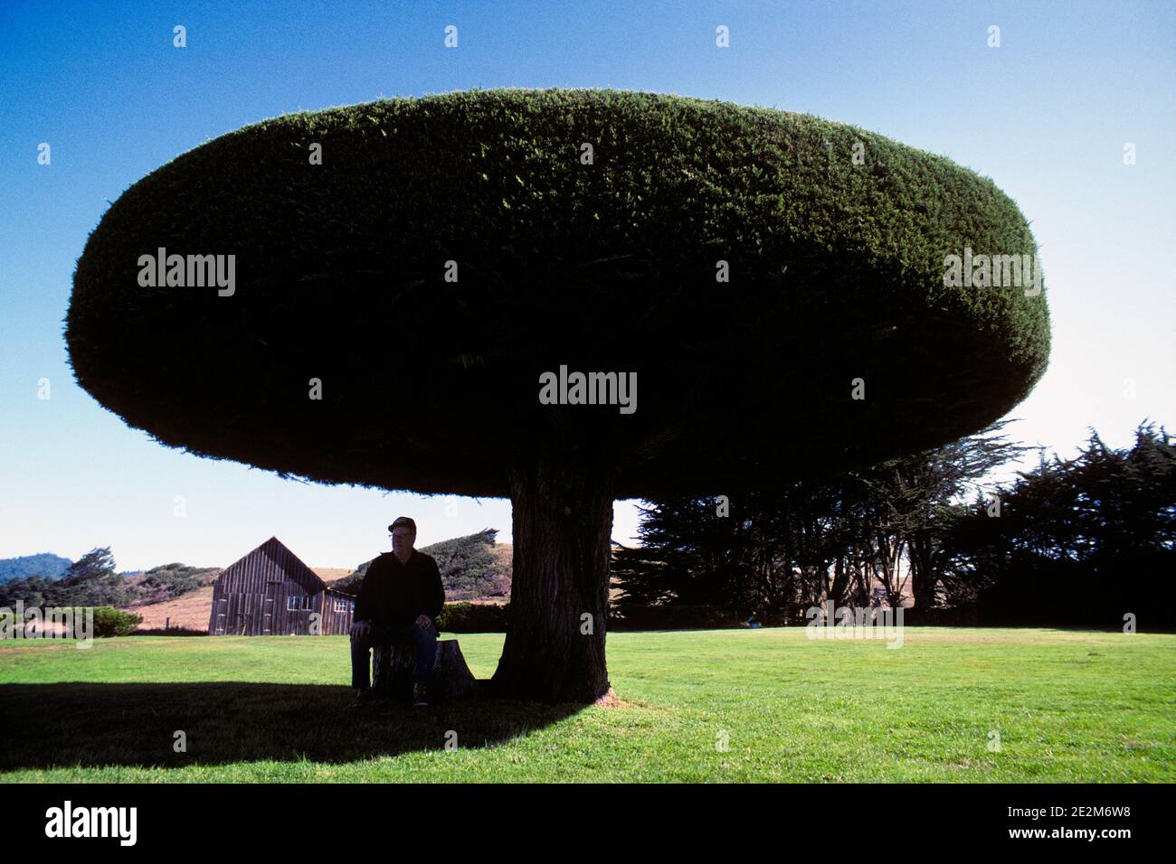 1980s RETIRED LOGGER SITTING IN THE SHADE OF HIS UNIQUELY TRIMMED ...