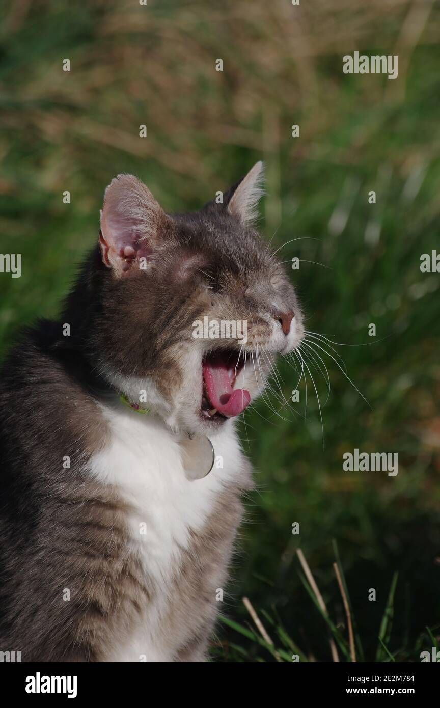 One eyed cat hi-res stock photography and images - Alamy