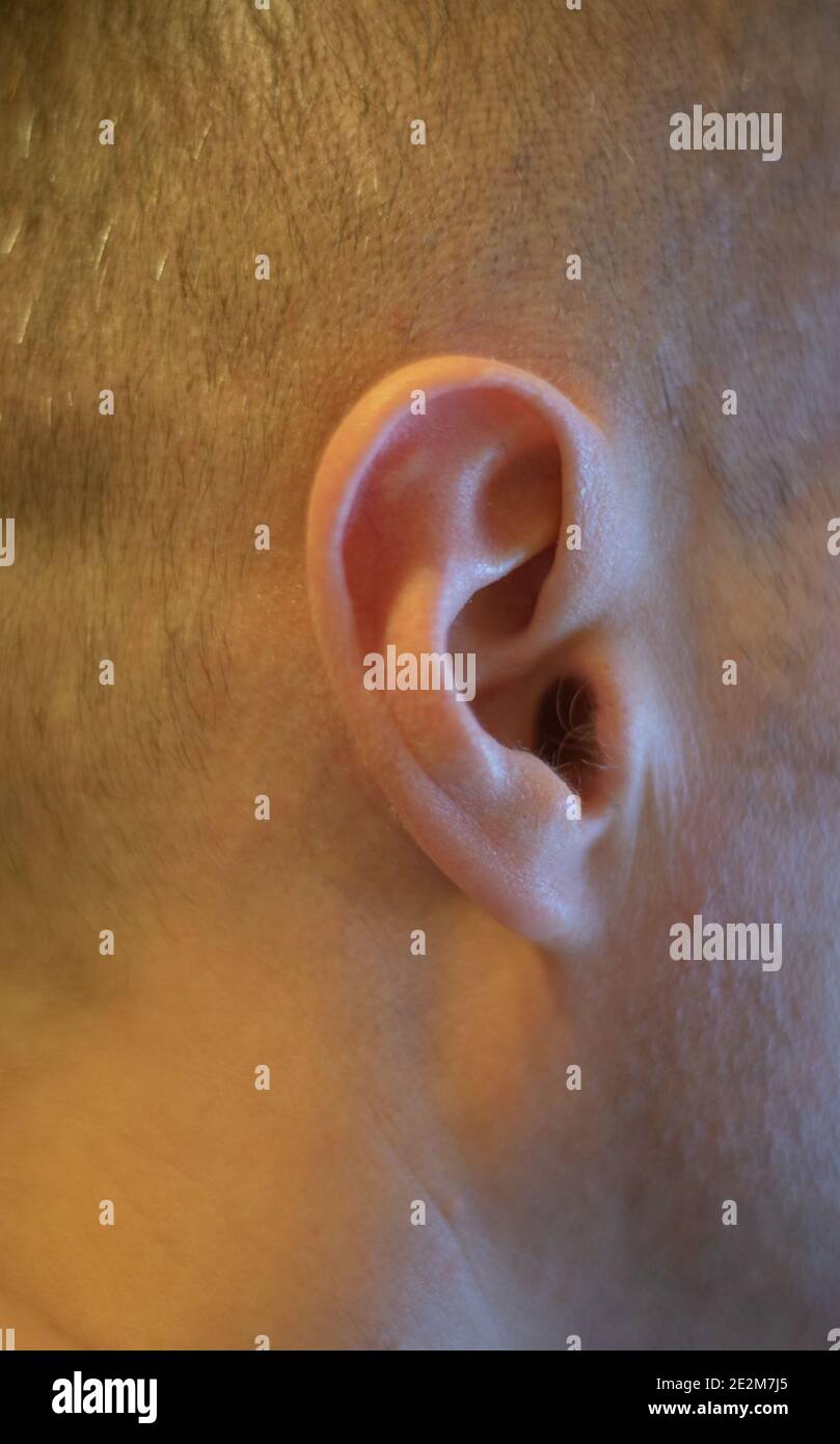 Closeup photo of male right ear Stock Photo - Alamy
