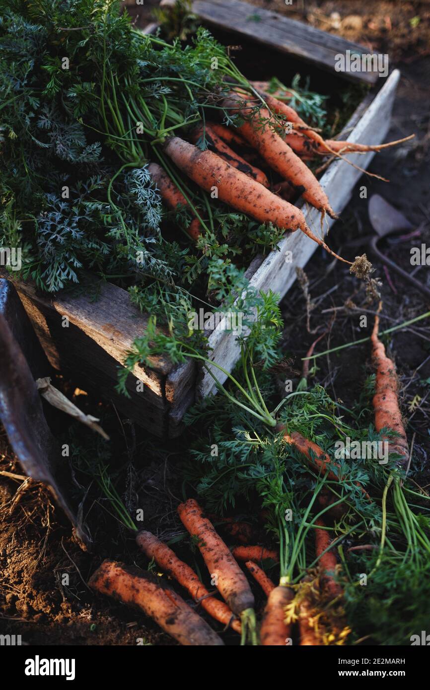 Carrots in a box hi-res stock photography and images - Alamy
