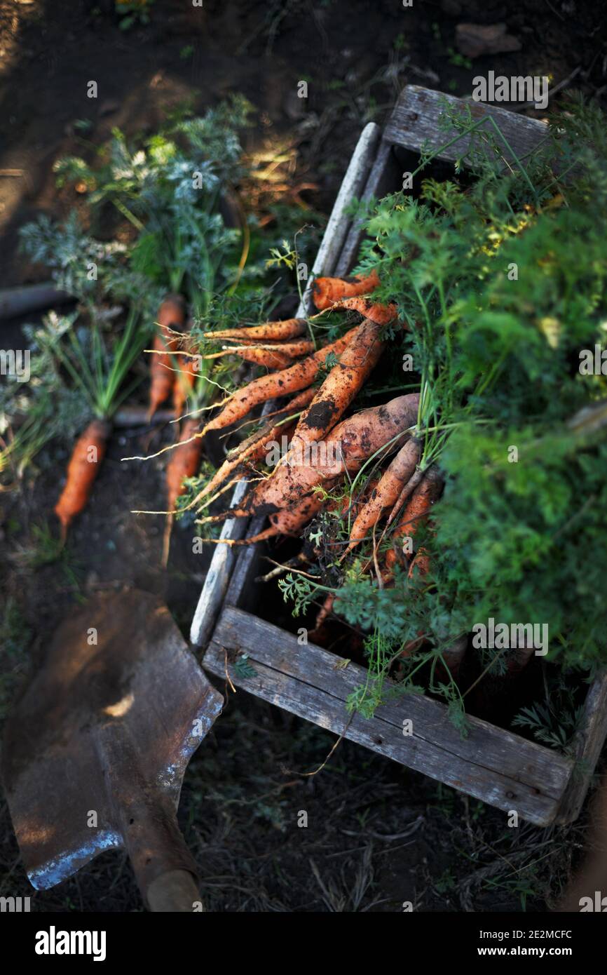 Carrots in a box hi-res stock photography and images - Alamy
