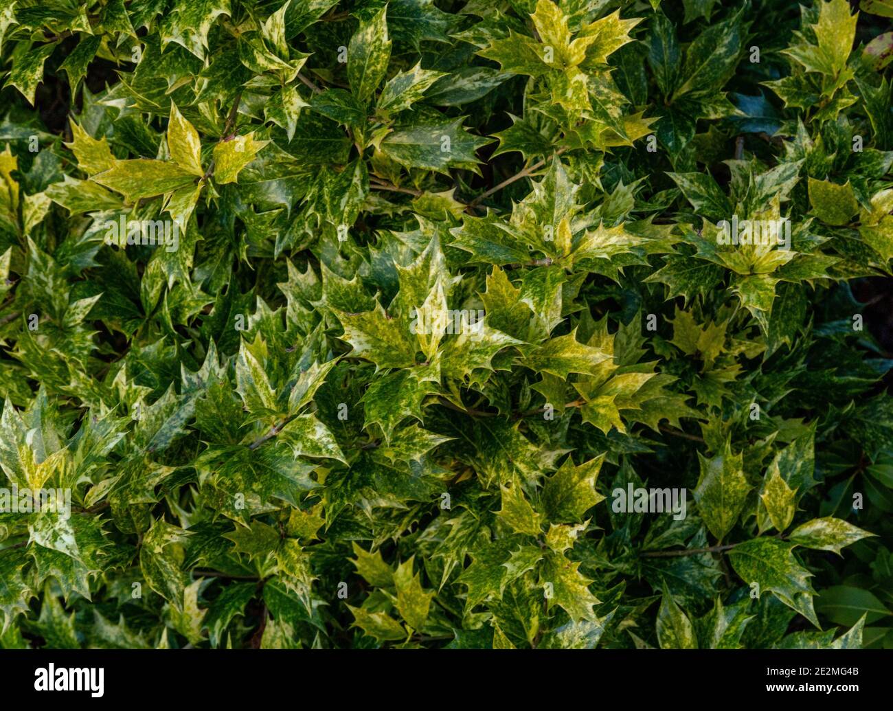 Variegated holly bush close up Stock Photo - Alamy