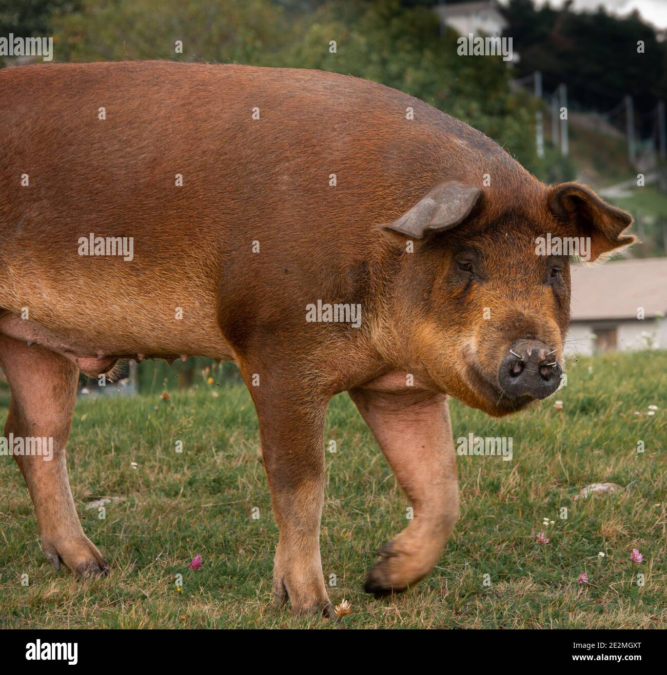 pig on a field of a farm Stock Photo - Alamy