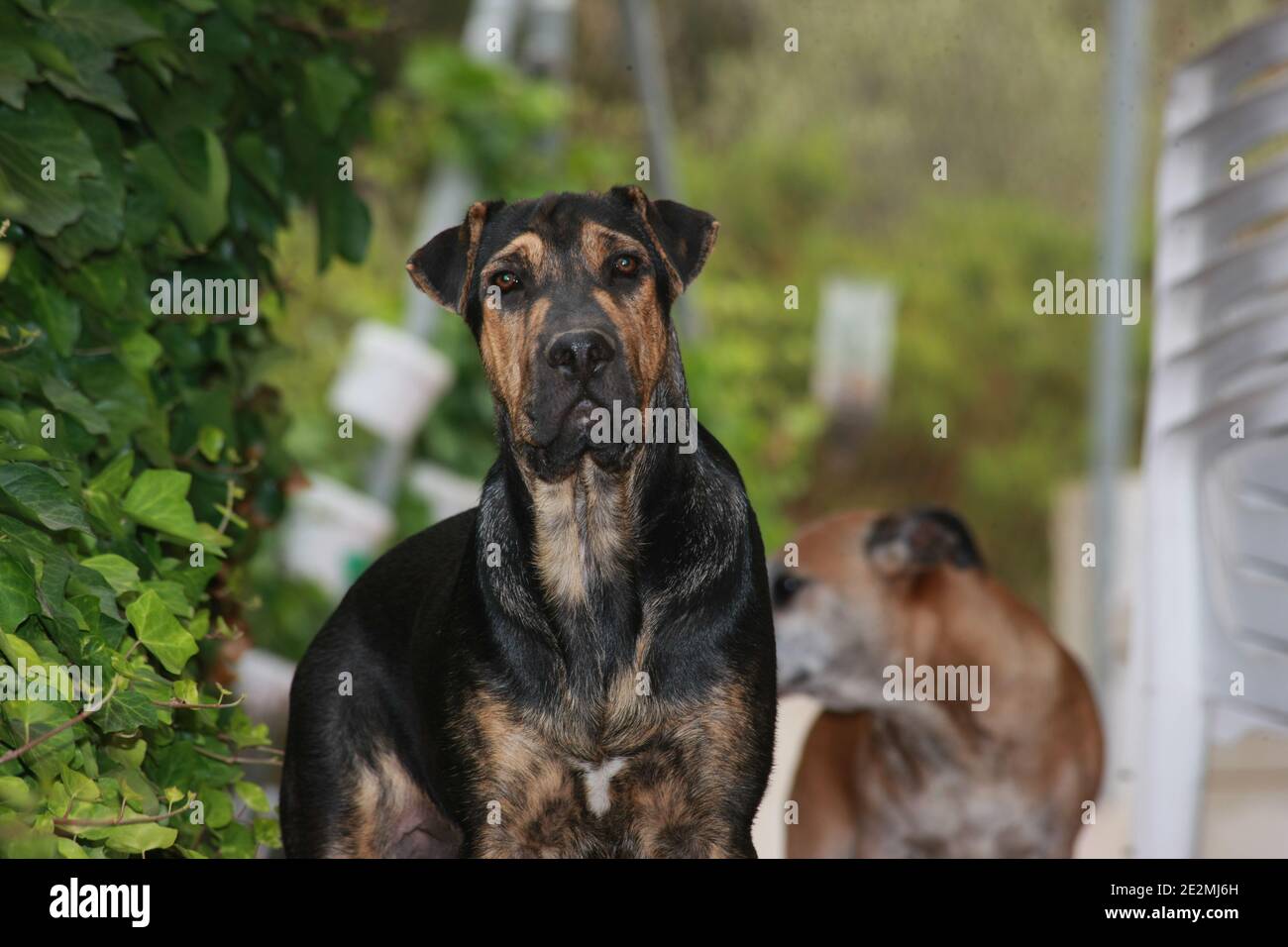 Closeup portrait of a serious adorable dog looking curiously at the ...