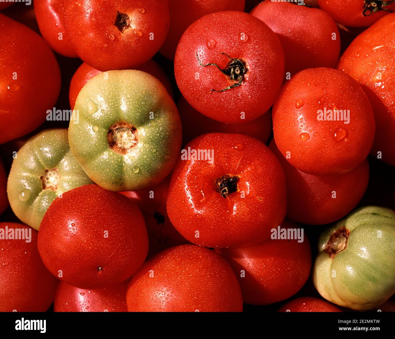 1980s FRESH TOMATOES MOSTLY RED AND RIPE BUT THREE GREEN AND UNRIPE ...