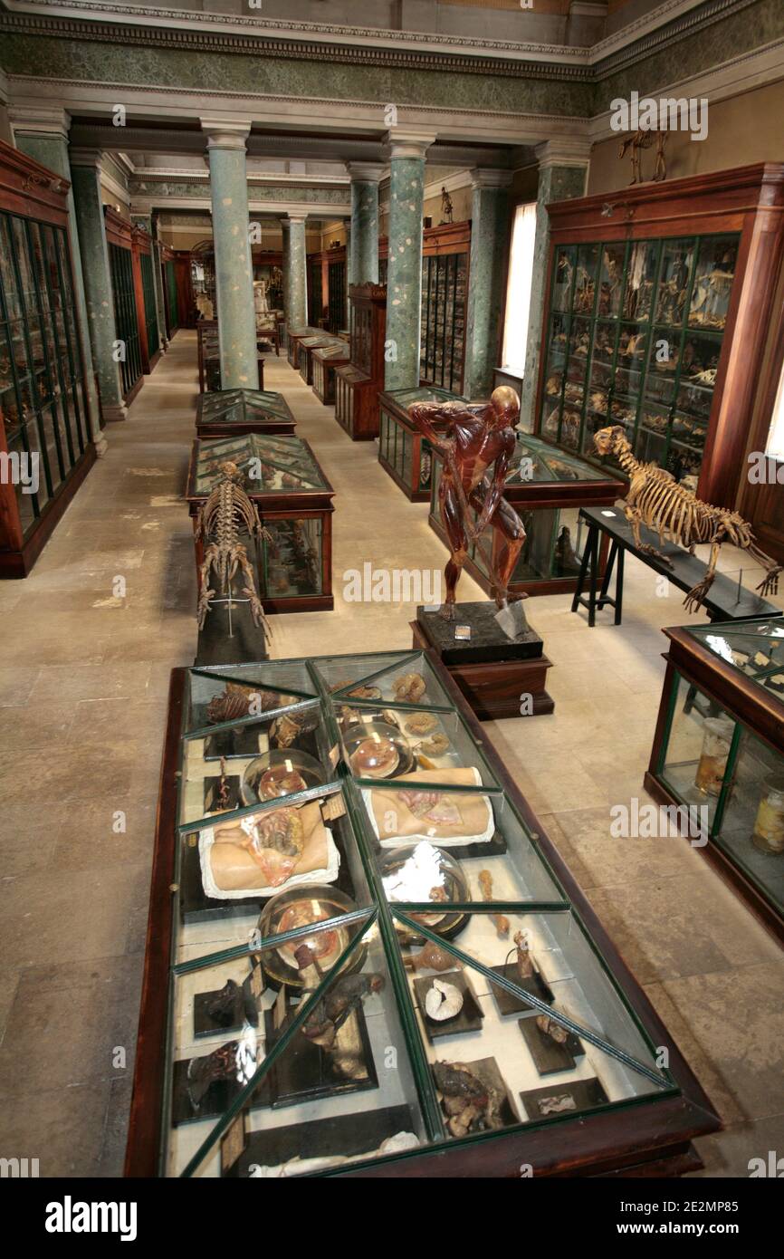 Inside view of the Museum of Anatomy which reopens to public after 20 ...