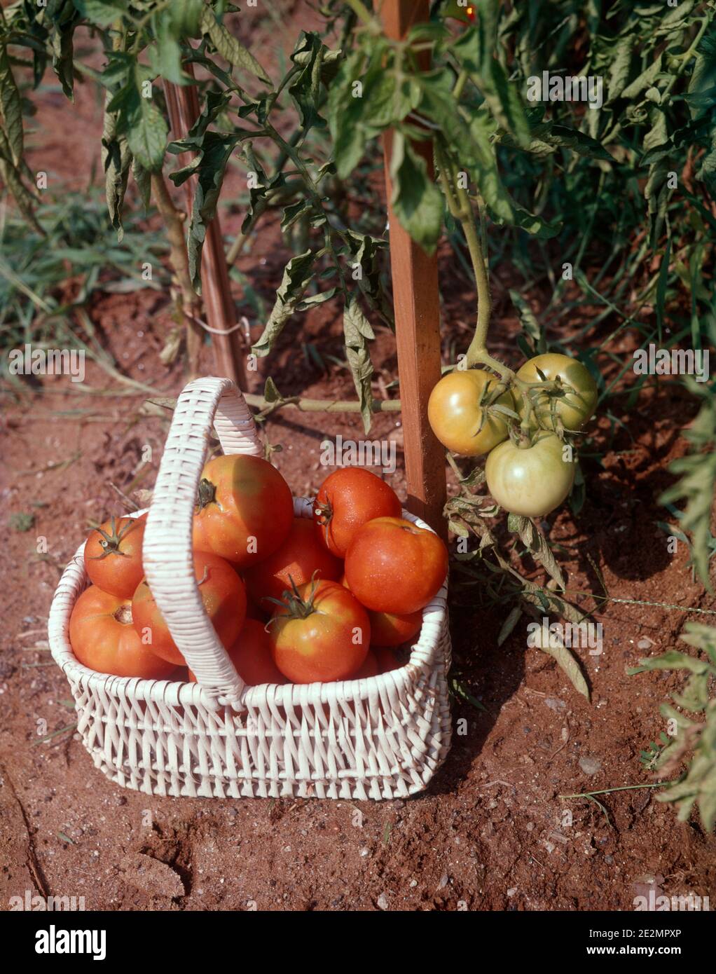 1980s vegetables still life fruit hi-res stock photography and images ...