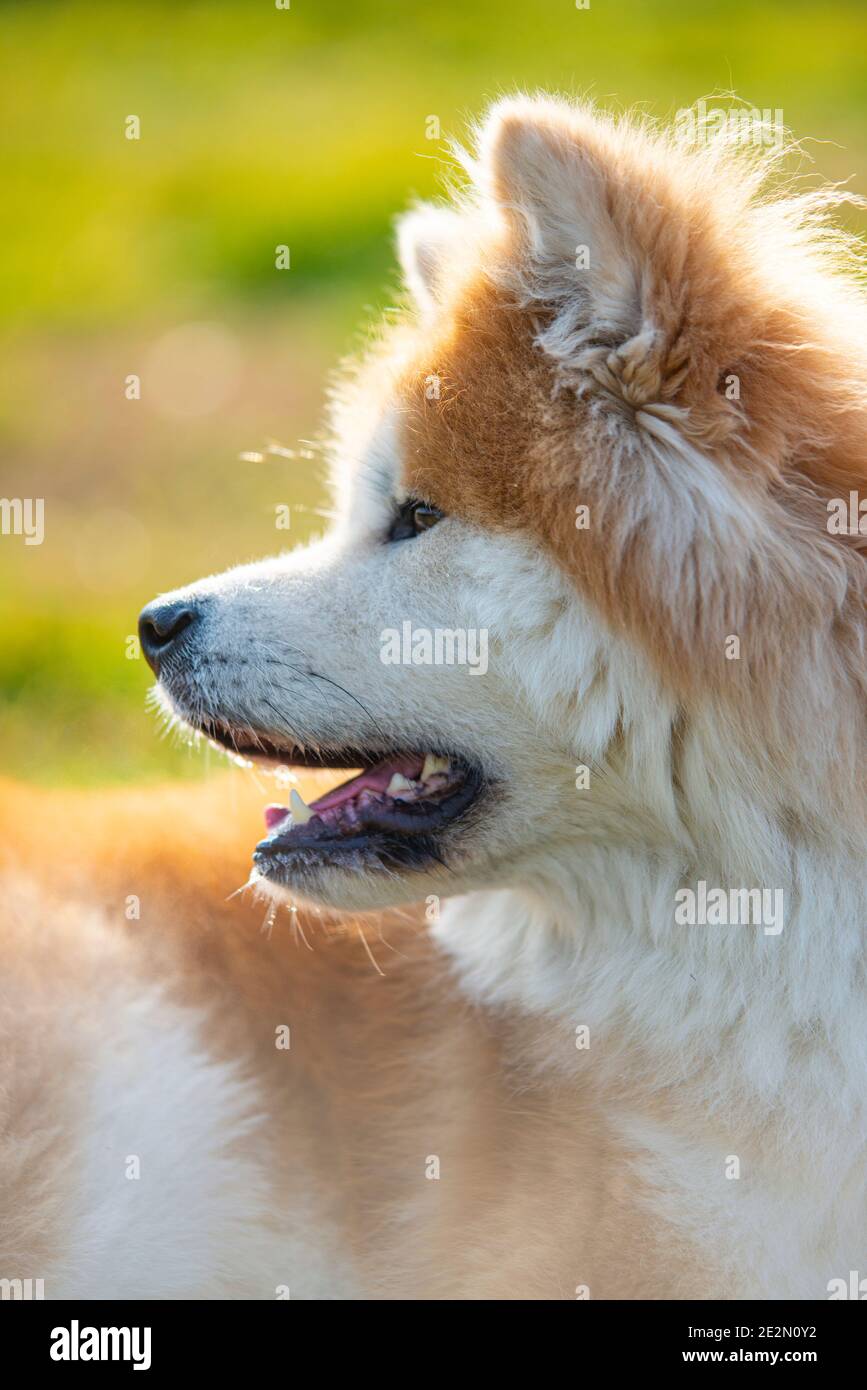 Portrait of Japanese Akita dog Stock Photo - Alamy