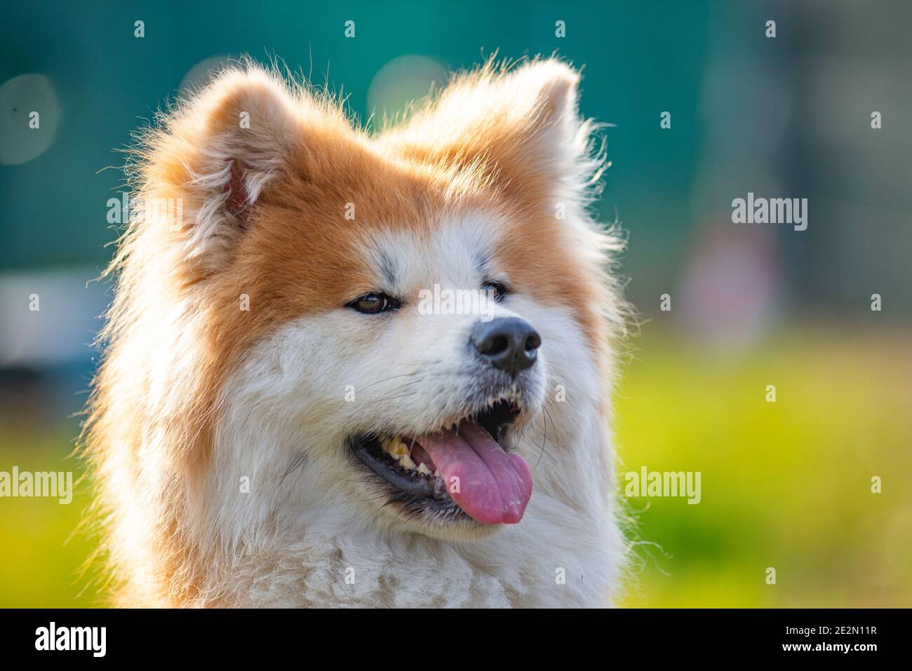Japanese akita dog breed hi-res stock photography and images - Alamy