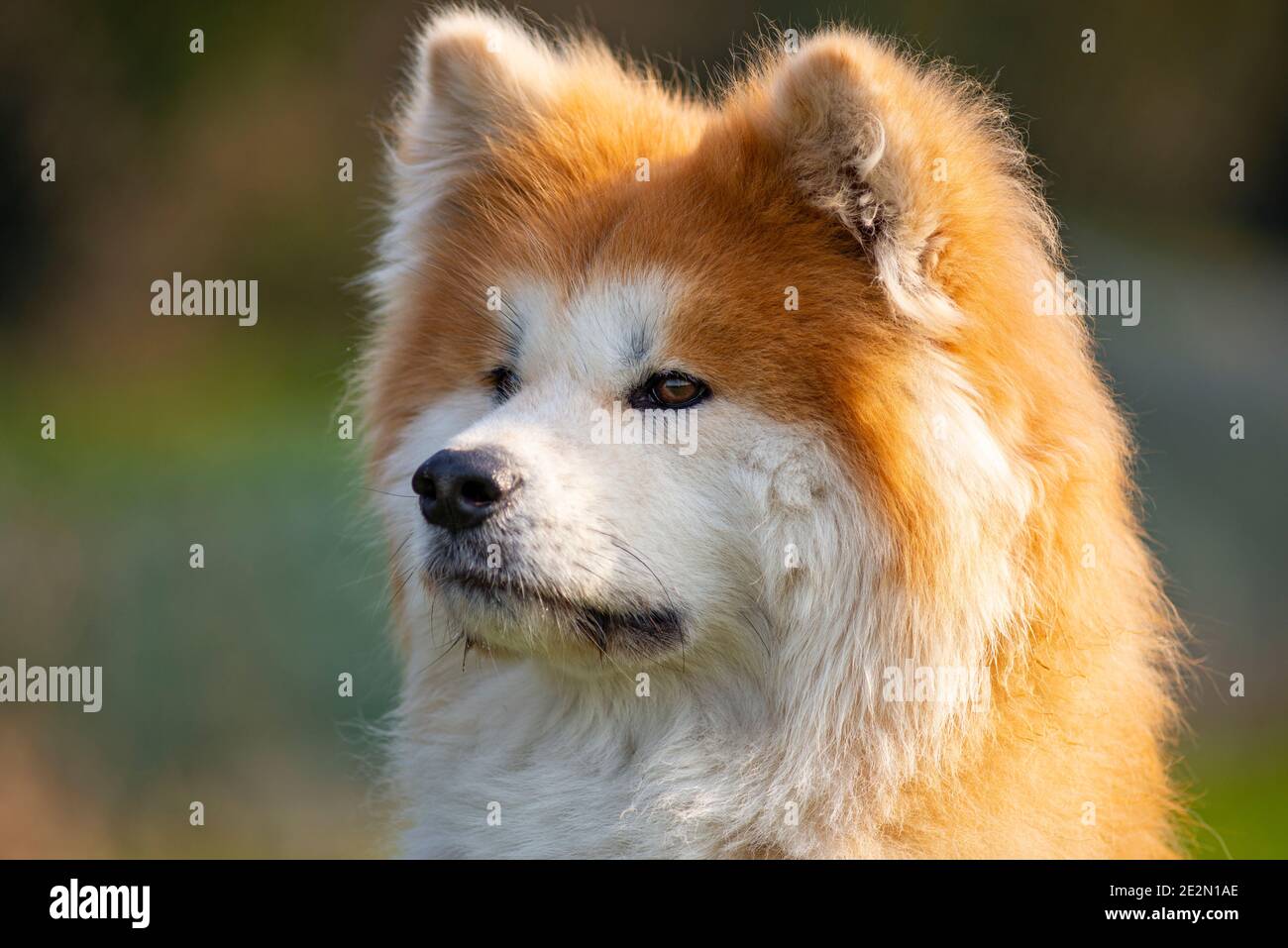 Fierce expression hi-res stock photography and images - Alamy