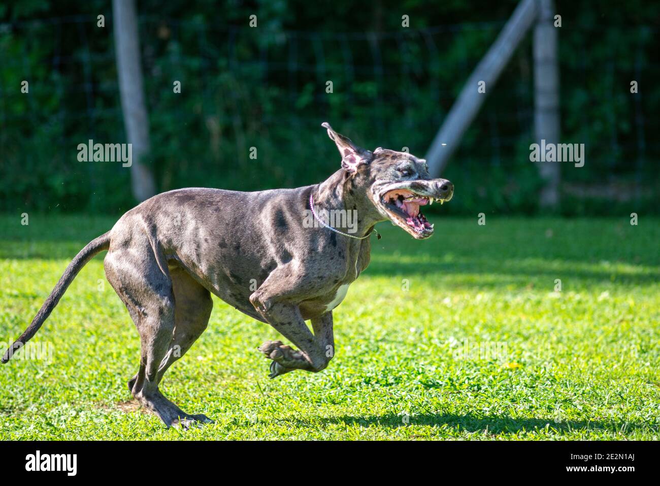 Are Great Danes Good Running Dogs