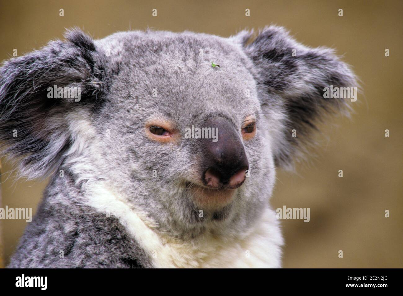 1990s CUTE HEAD SHOT OF KOALA Phascolarctos cinereus NATIVE TO ...