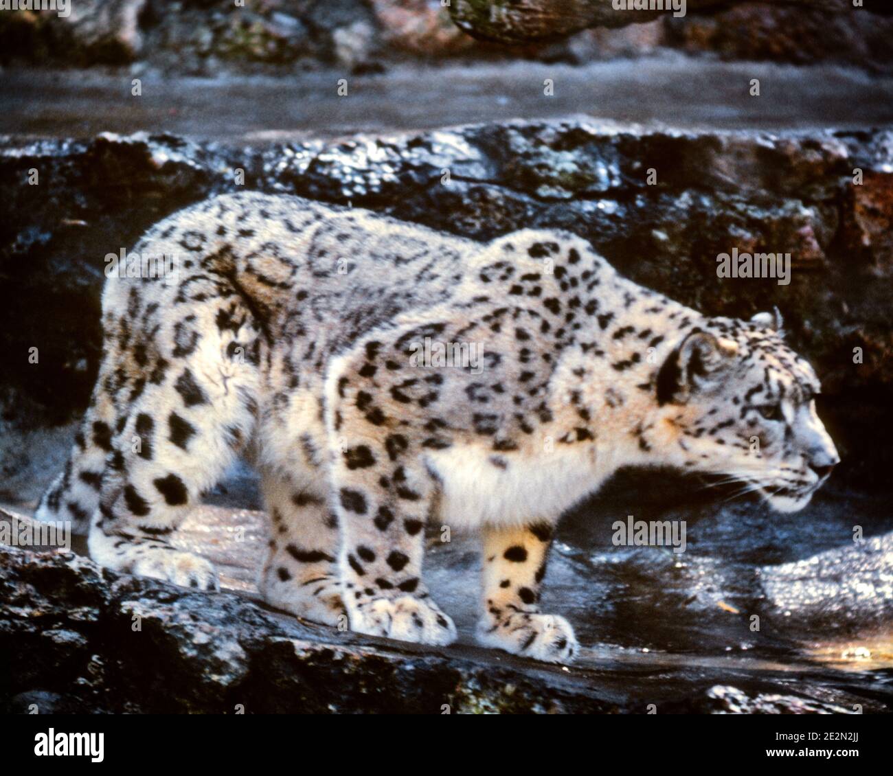 1950s A SINGLE CROUCHING SNOW LEOPARD Panthera uncia IN CAPTIVITY IN ...