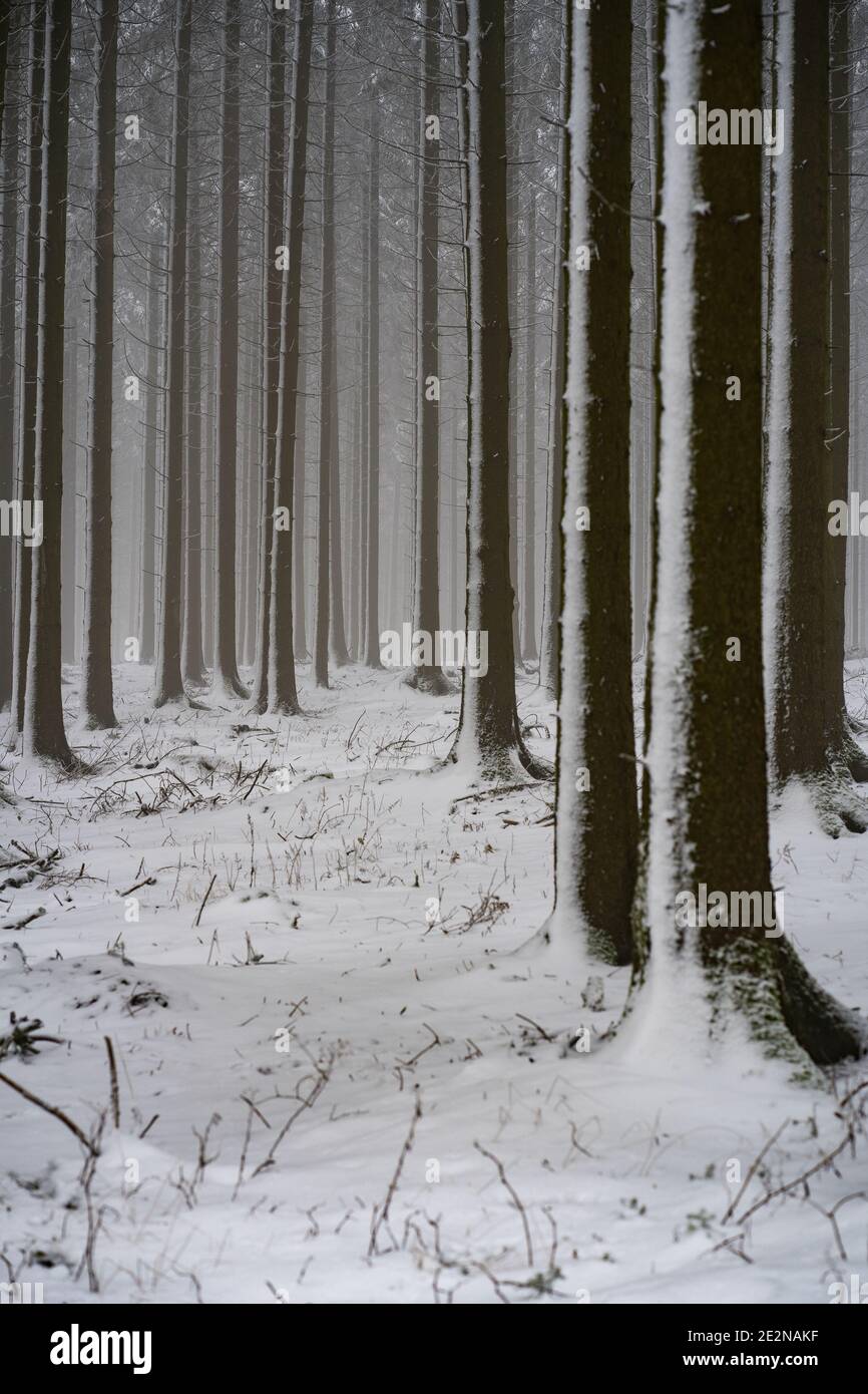 Frost covered trees symmetry hi-res stock photography and images - Alamy