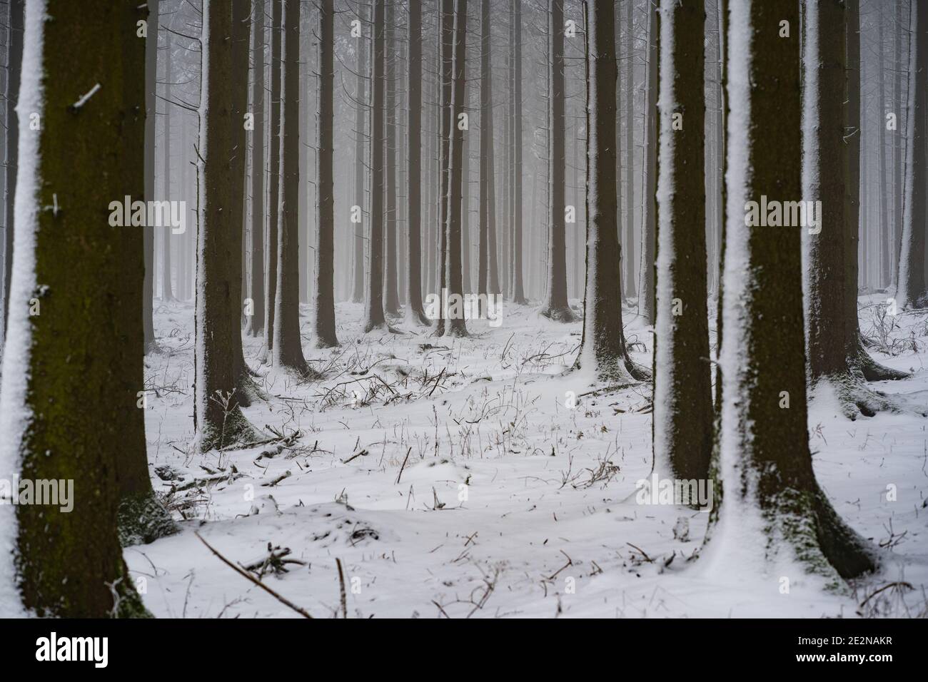Magnificent shot of thin tree trunks fully covered in snowy. Perfect ...