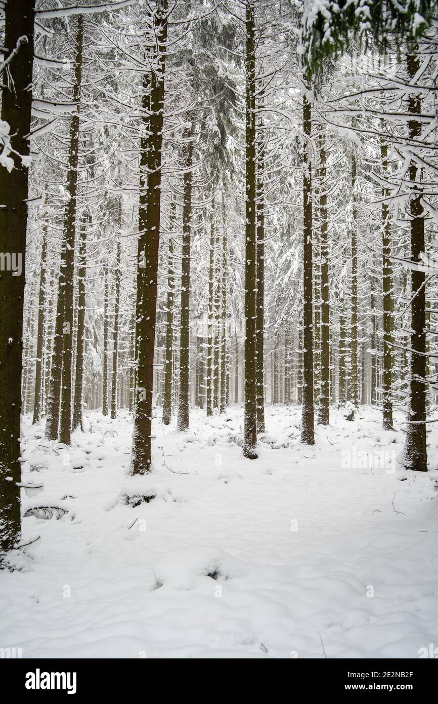 Frost covered trees symmetry hi-res stock photography and images - Alamy
