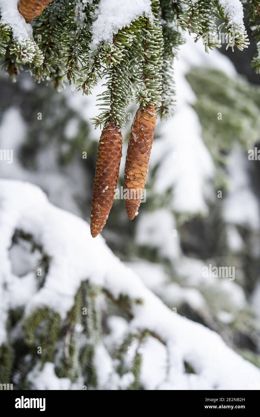 Vshot of a fir tree leaves with pines covered in snow frost. Perfect ...