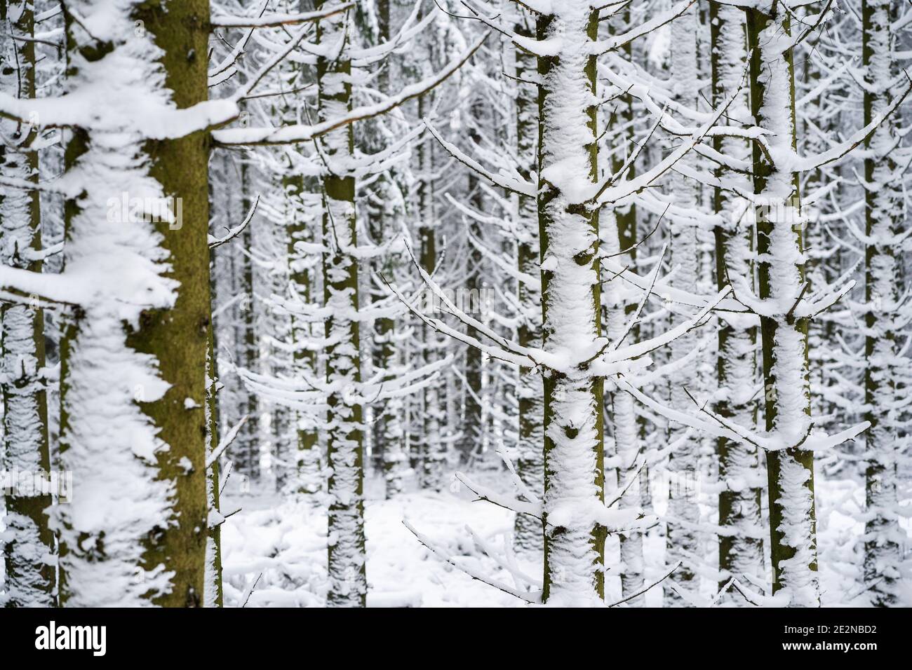 Magnificent shot of thin tree trunks fully covered in snowy. Perfect ...