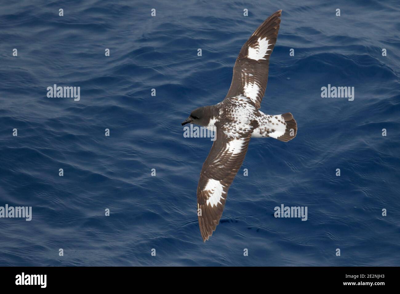 Cape Petrel (Daption capense), in flight low over Bransfield Strait ...