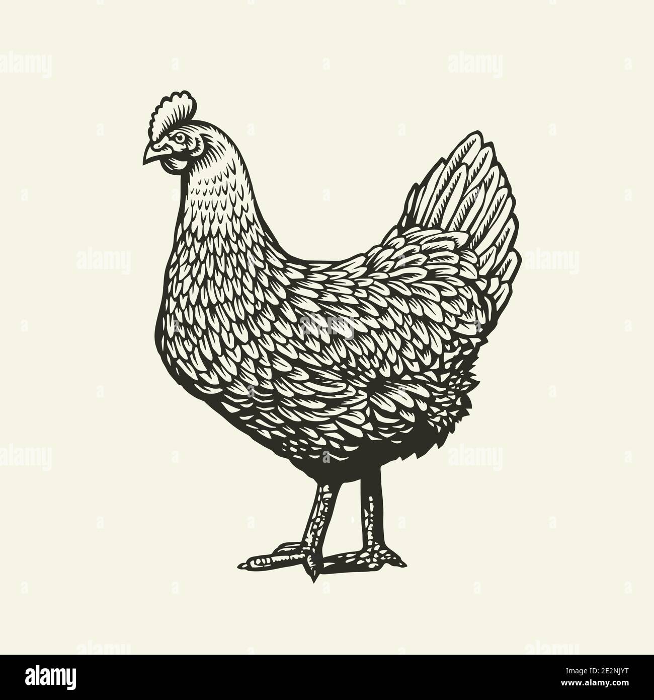 Chicken Illustration Vintage