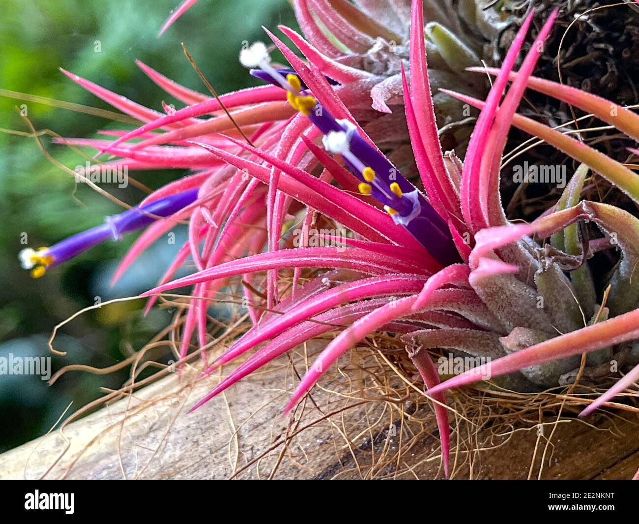 A macro view of a colorful air plant with a blurred background attached ...