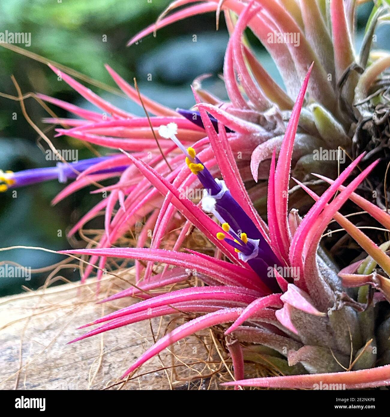 A macro view of a colorful air plant with a blurred background attached ...
