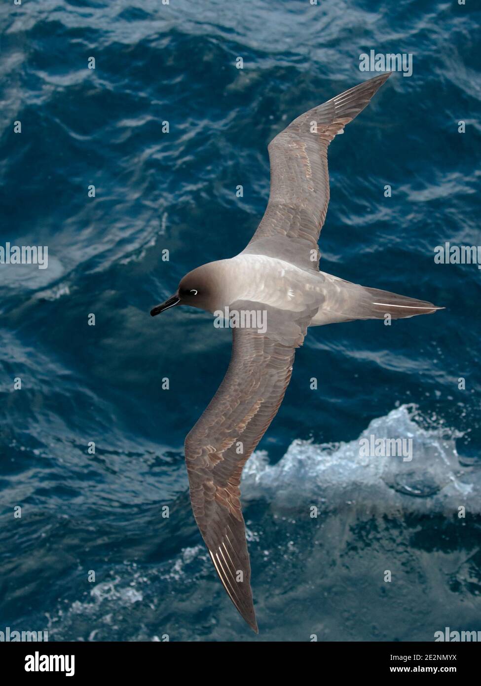 Light-mantled Sooty Albatross (Phoebetria palpebrata) in flight over ...