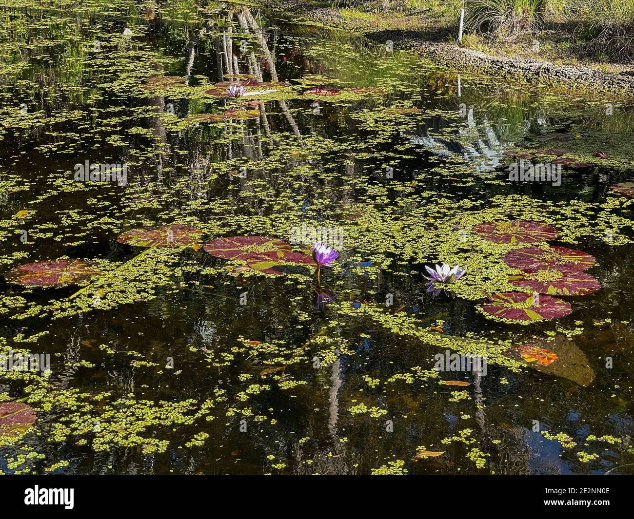 Mckee botanical gardens hi-res stock photography and images - Alamy