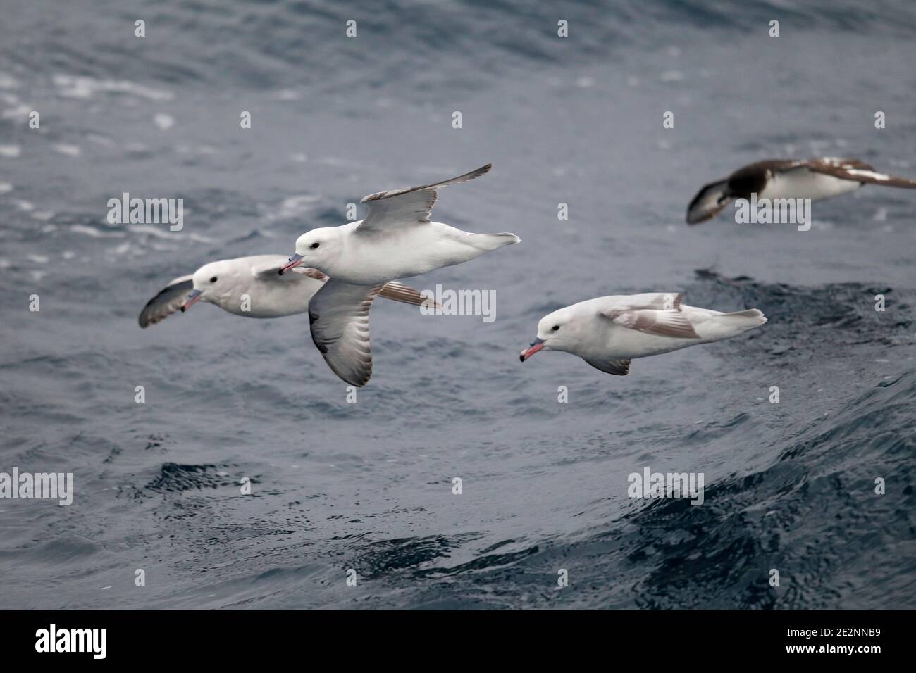 Three Southern Fulmars (Fulmarus glacialoides) in flight over the ...