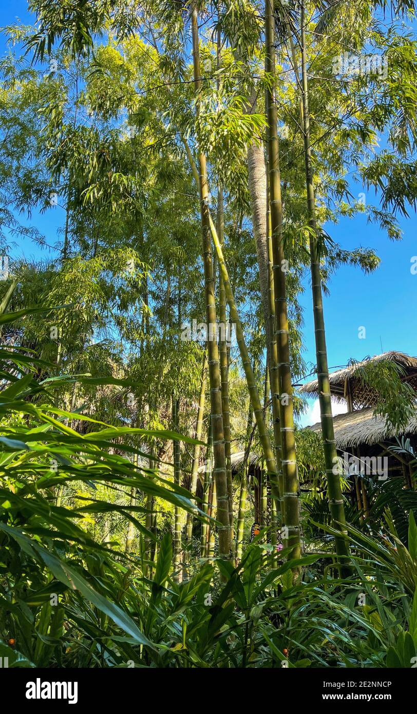 A bamboo plant at a tropical botanical garden in Florida Stock Photo ...