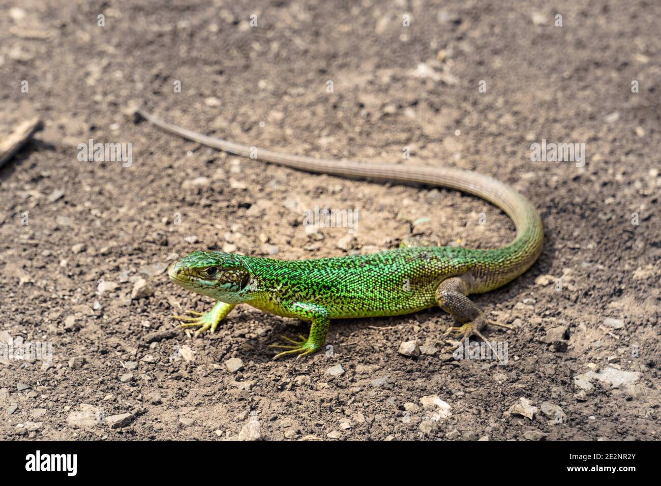 big green lizard on brown gravel ground Stock Photo - Alamy