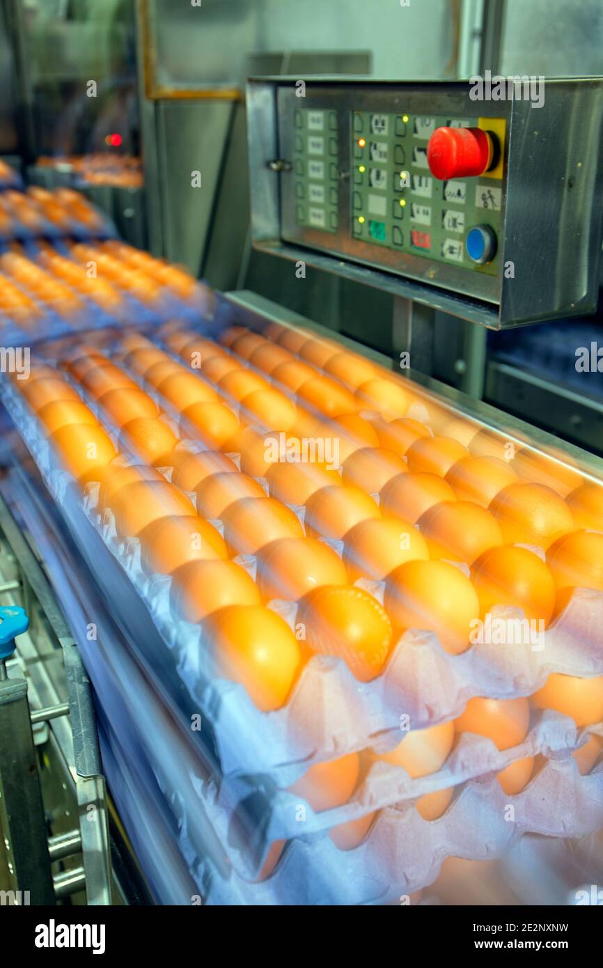 Chicken And Egg Production At Poultry. Factory of fresh eggs Stock ...